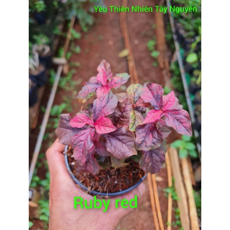 Cây Ruby Red set terrarium, bán cạn tiểu cảnh, trang trí sân vườn ...
