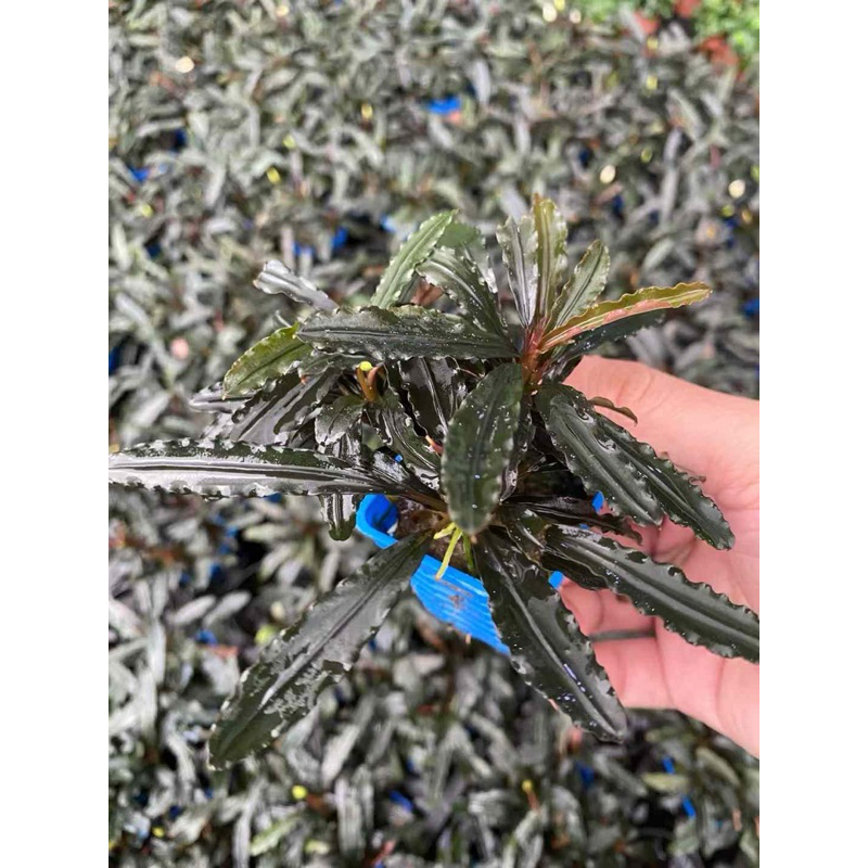 Bucep Kedagang | Shopee Việt Nam