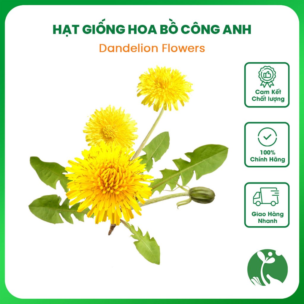 Hạt giống Hoa Bồ Công Anh - Dandelion- Gói khoảng 1000 hạt - nội địa ...