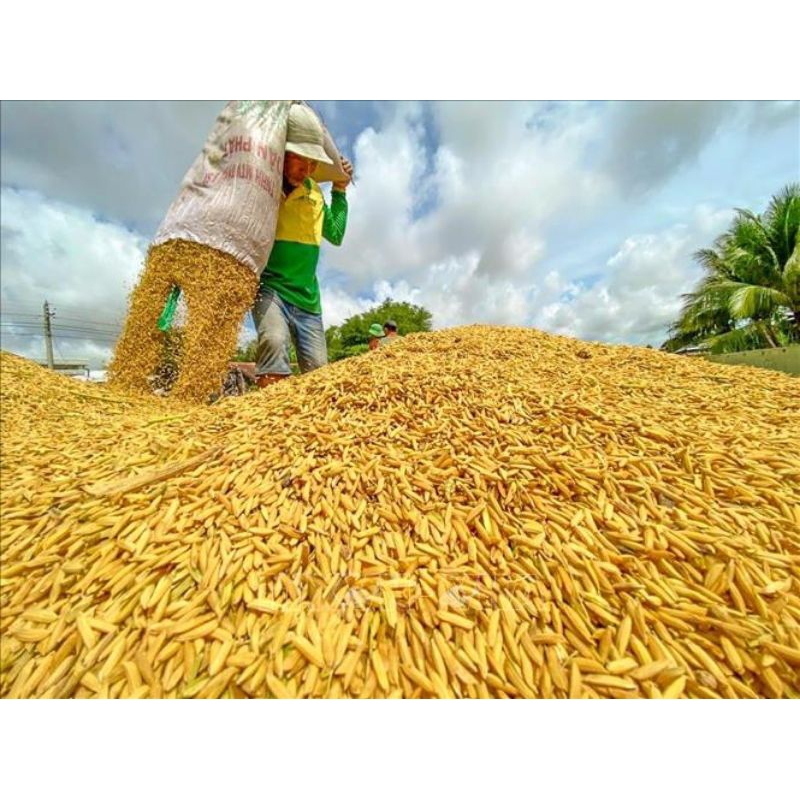 Lúa, thóc khô | Shopee Việt Nam
