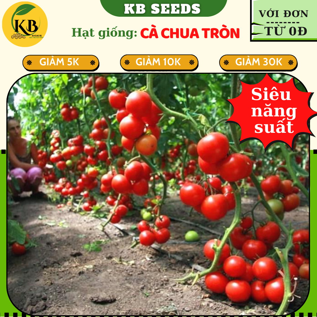 Hạt Giống Cà Chua Tròn Chịu Nhiệt F1 (0,1Gr~25 Hạt), Giống Cho Năng Suất Cao Sinh Trưởng Khỏe ...