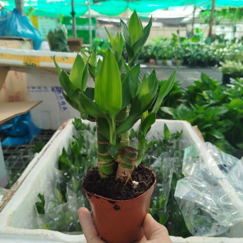 Cây Trúc Phát Tài ( mini để bàn.làm thủy sinh ) | Shopee Việt Nam
