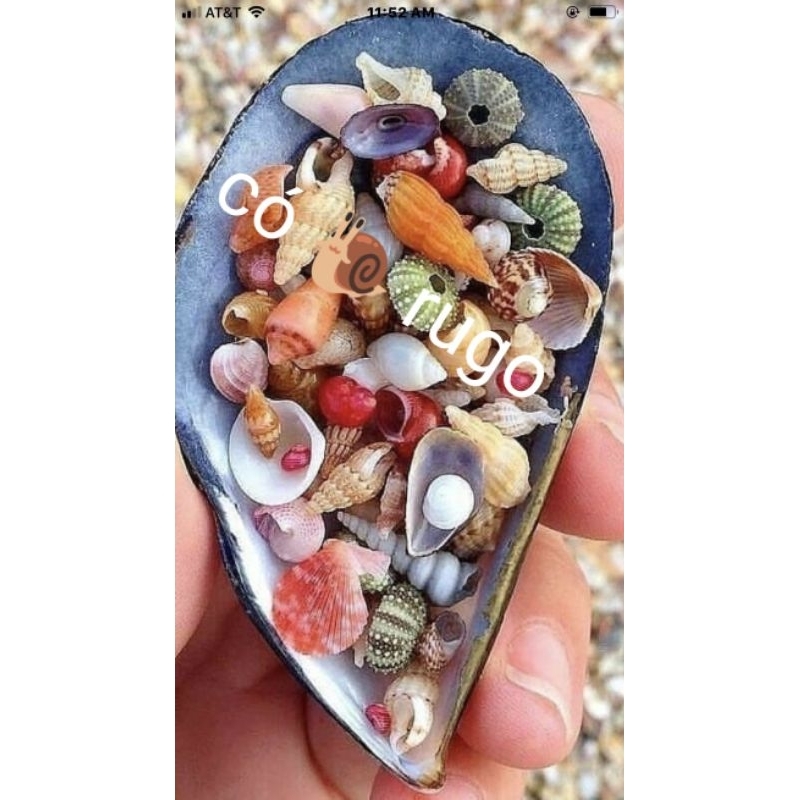 combo 10 vỏ ốc rugo siu mini cho ốc mượn hồn | Shopee Việt Nam