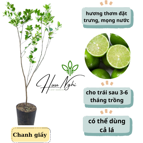 Cây giống chanh giấy, chanh ta | Shopee Việt Nam