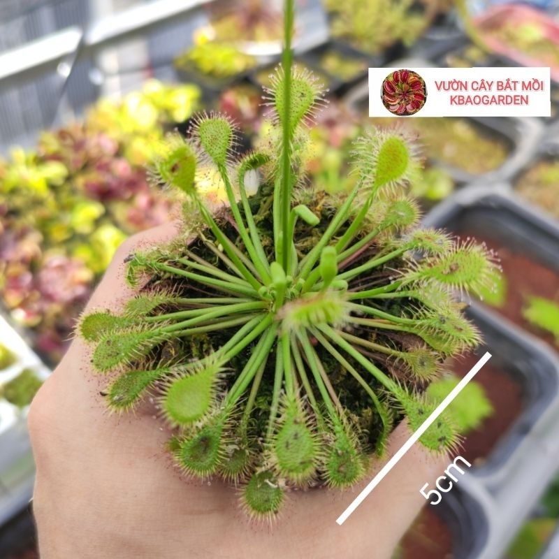 Gọng vó bắt mồi Drosera beleziana dùng để setup terrarium và bể bán cạn ...
