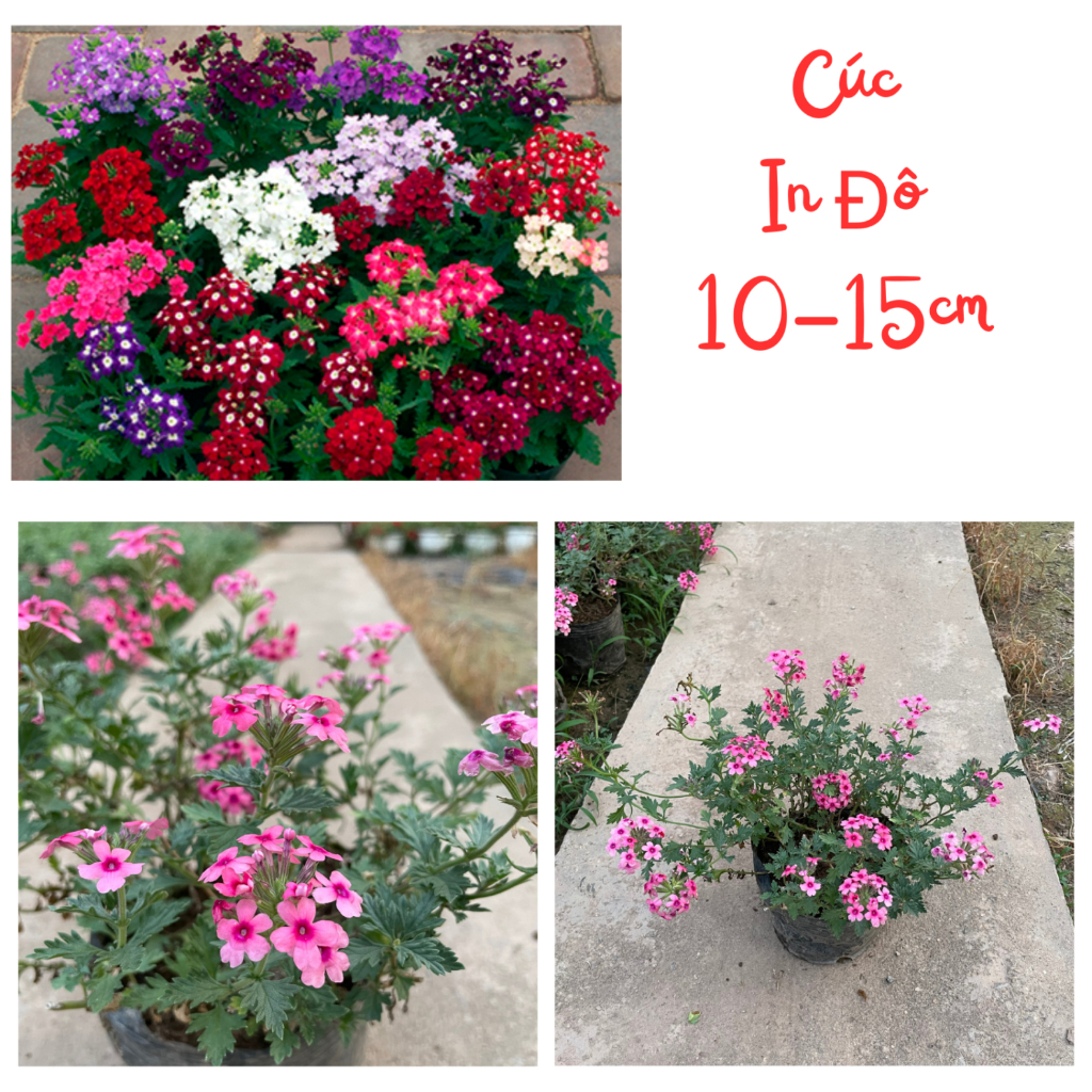 Cây cúc Indo nhiều màu | Shopee Việt Nam