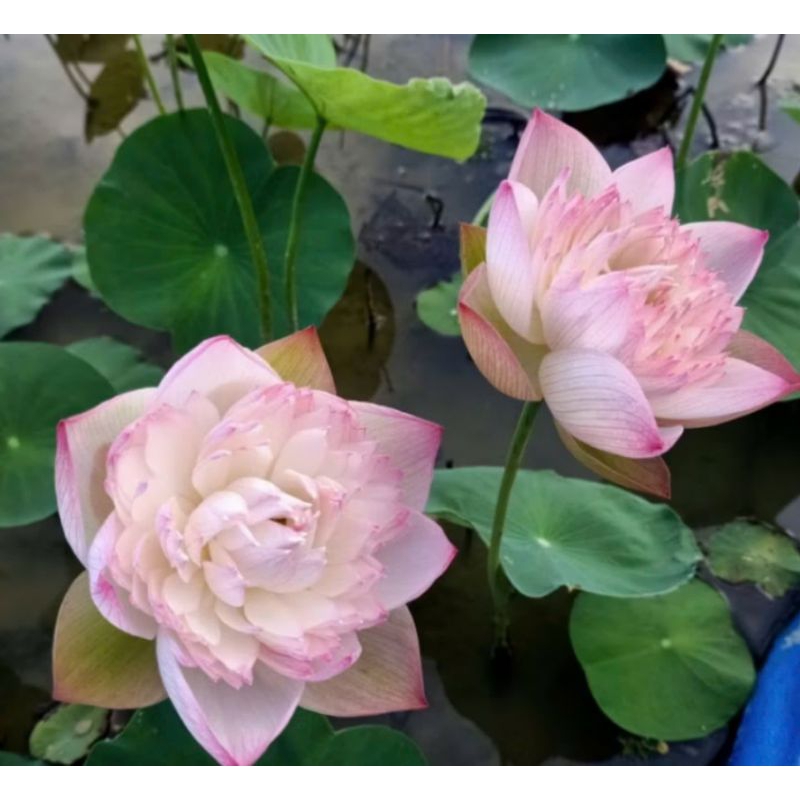 củ sen super lotus | Shopee Việt Nam
