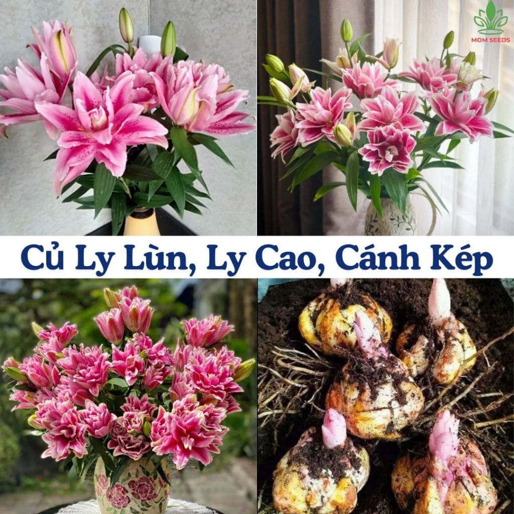 [Củ To - Đẹp] Hoa Ly Lùn, Hoa Ly Cao, Hoa Ly Kép Nhiều Màu Trồng Tết ...