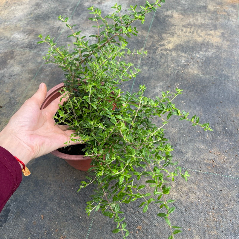 Thảo mộc: Chậu cây Hàm Hương ( Moujean Tea/ Bahamas Berry ) | Shopee ...