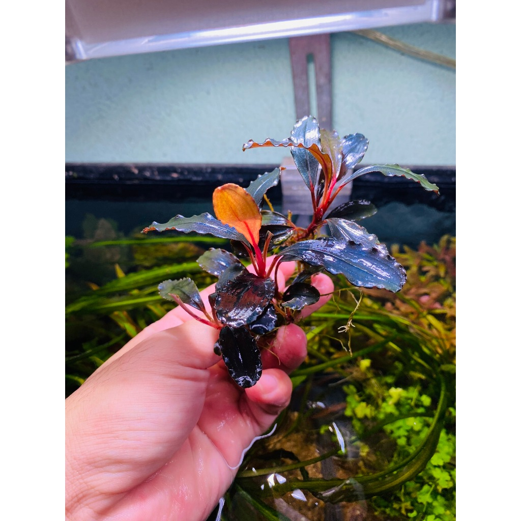 Bucep Bụi Brownie Ghost Indo | Blue Elegant | Super Blue | Bucep Thủy ...