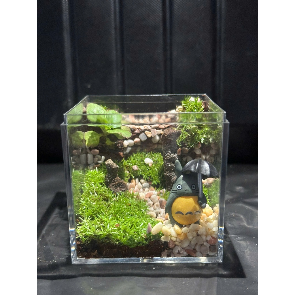 Bể Terrarium cubic mini set up theo nhu cầu của khách hàng | Shopee ...