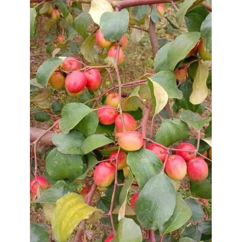 Giống Cây Táo vỏ đỏ India | Shopee Việt Nam