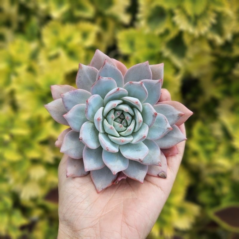 Sen đá Chim Xanh ( blue bird ) TIBI GARDEN | Shopee Việt Nam