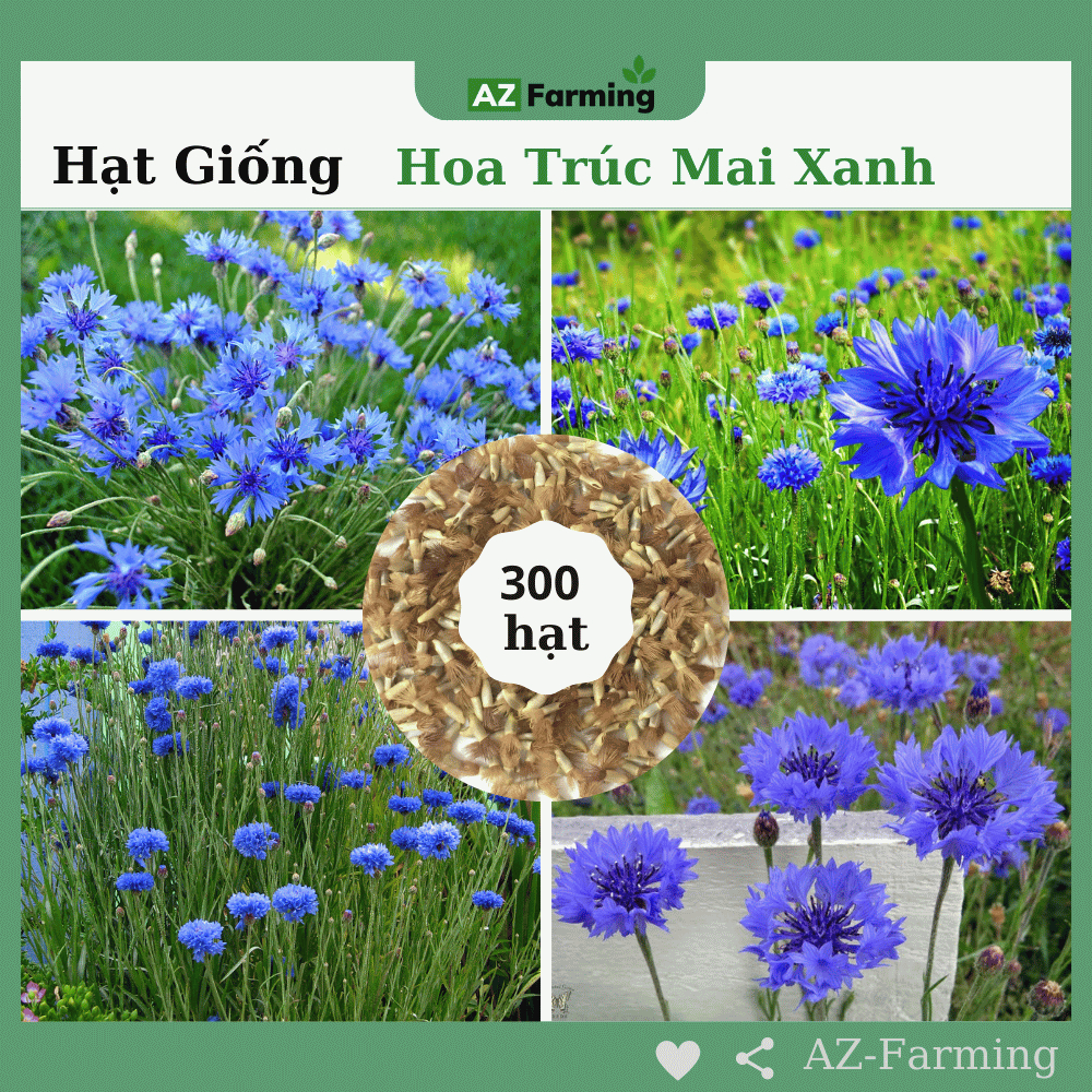 Hạt Giống Hoa Trúc Mai Xanh - Gói 300 Hạt - AZ Farming | Shopee Việt Nam