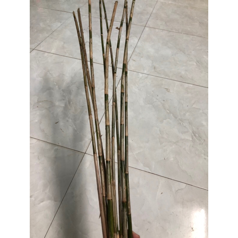 10 cây roi mây còn xanh đa công dụng dài 80cm | Shopee Việt Nam