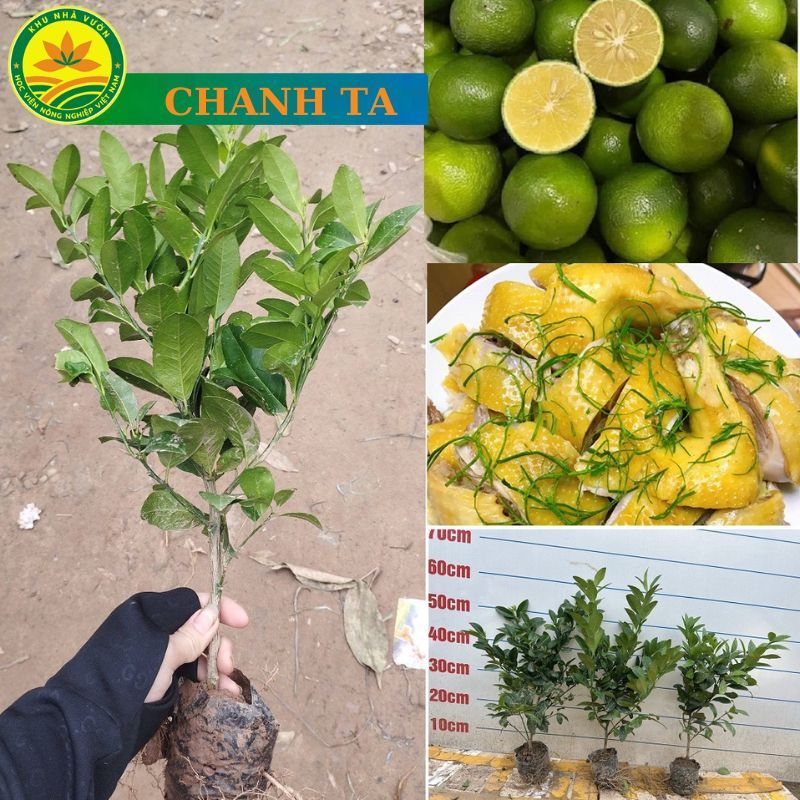 Cây giống Chanh Ta, cho quả sau 3 tháng trồng, lá thơm quả to nhiều ...