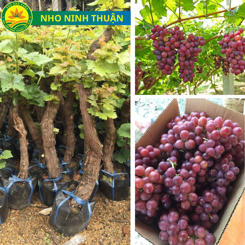 Cây giống nho Ninh thuận, giống nho dễ trồng nhất, phù hợp với khí hậu ...