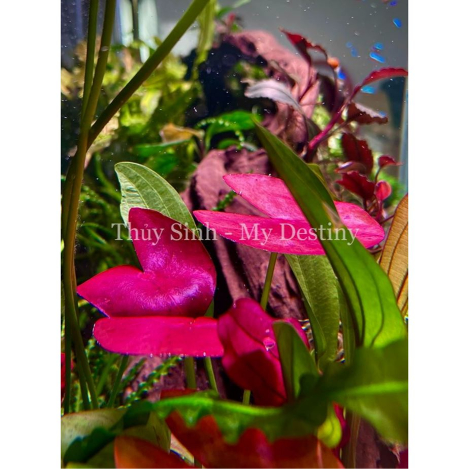 Sen ADA | Sen Peru | Sen Đỏ Thủy Sinh | Shopee Việt Nam