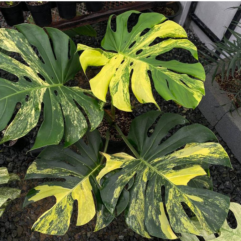 Monstera Deliciosa Var Marilyn - Monstera Deli Var - Monstera var vàng ...