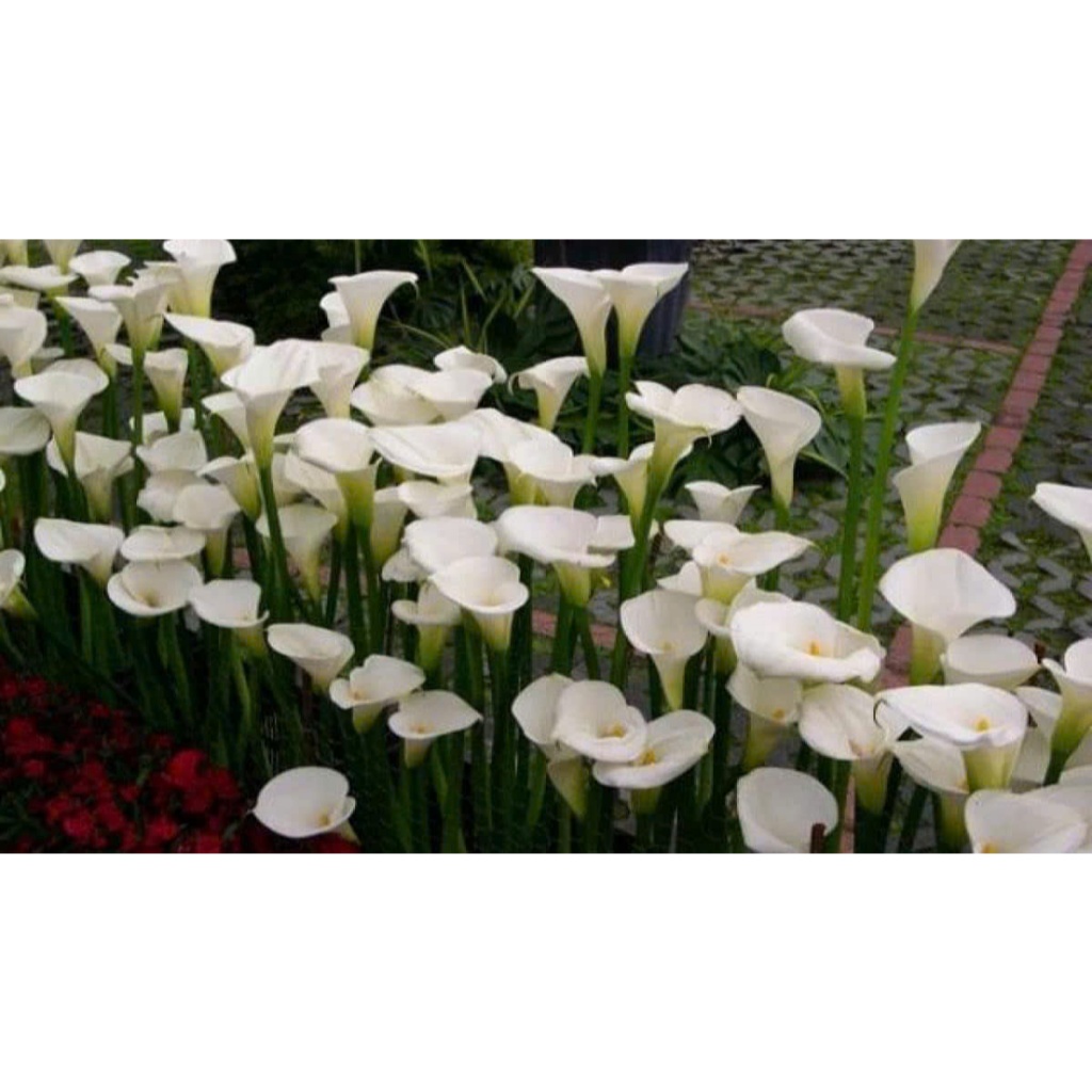 Chậu cây giống hoa Rum trắng - Hoa zum, hoa thủy vu, hoa vân môn, hoa ...