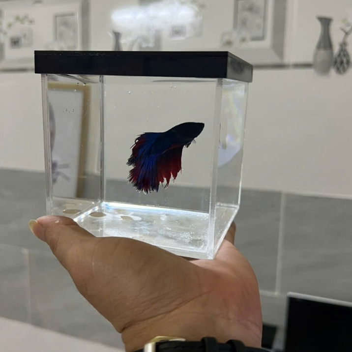 Bể Cá Mini MICA Đài loan trong suốt, Kích thước 10cm x 10cm x10cm, 20cm ...