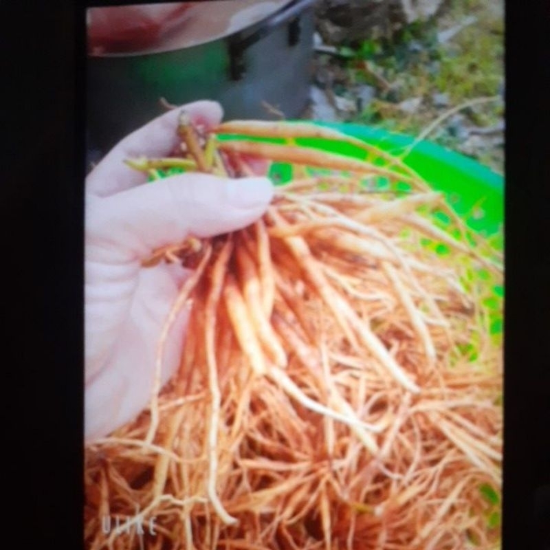 1kg sâm đất, sâm tanh tách(củ cây nổ) | Shopee Việt Nam