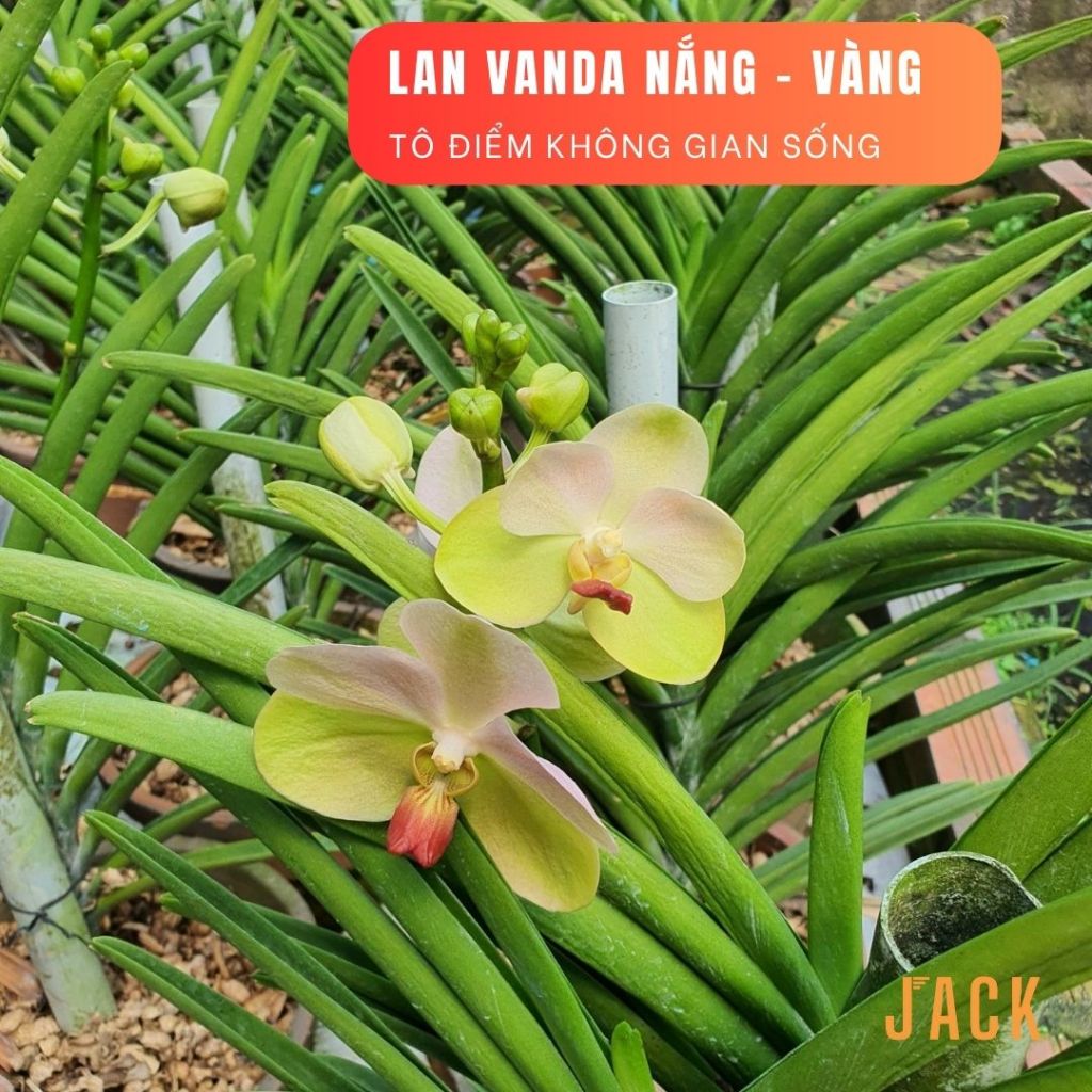 Lan Vanda Nắng Bông To Nhiều Màu - Vanda Lá Kim [Siêng Hoa] Nên Mua Từ ...