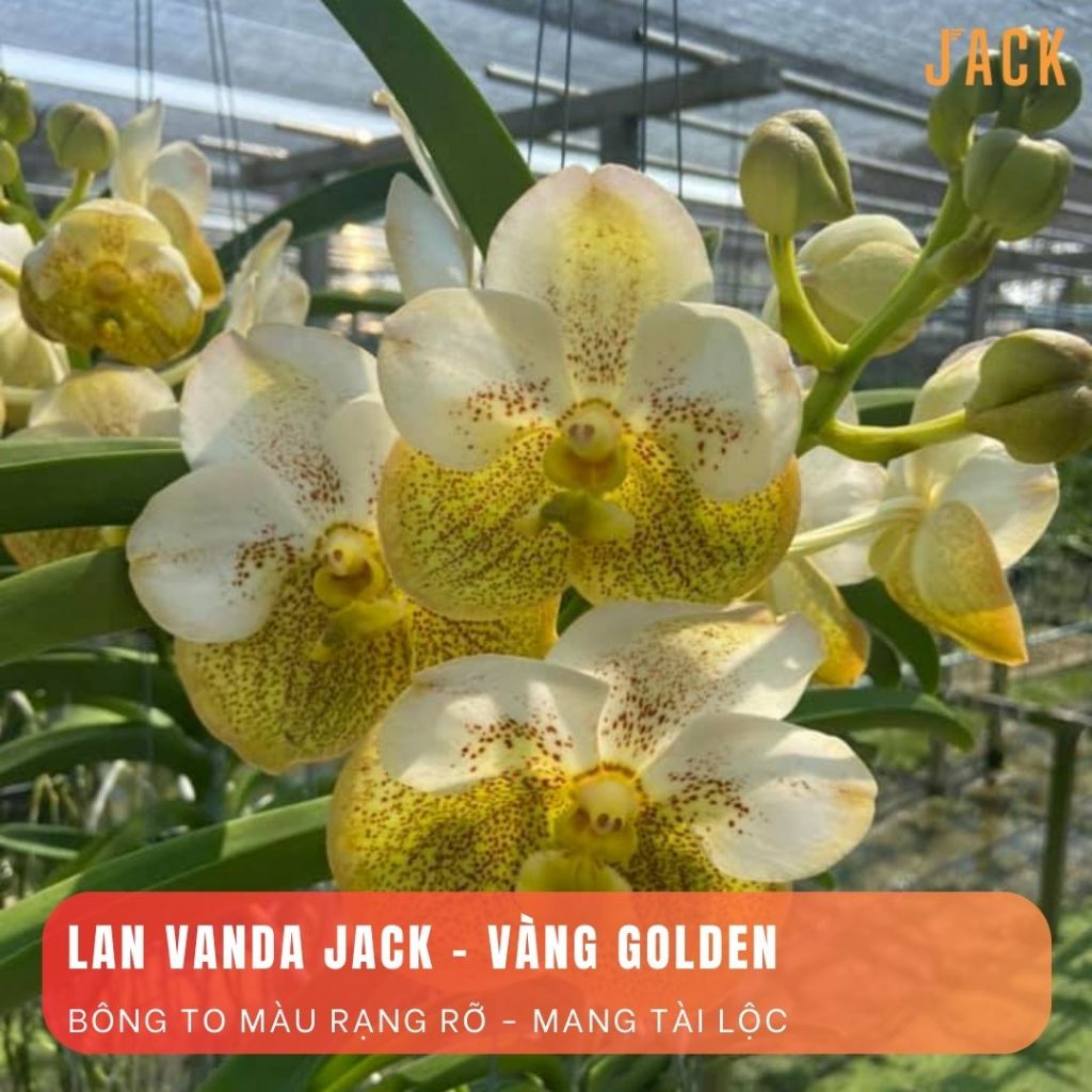 Hoa Lan Vanda Vàng Golden - Bông To Đẹp, Màu Sang Trọng [Giá bao gồm ...