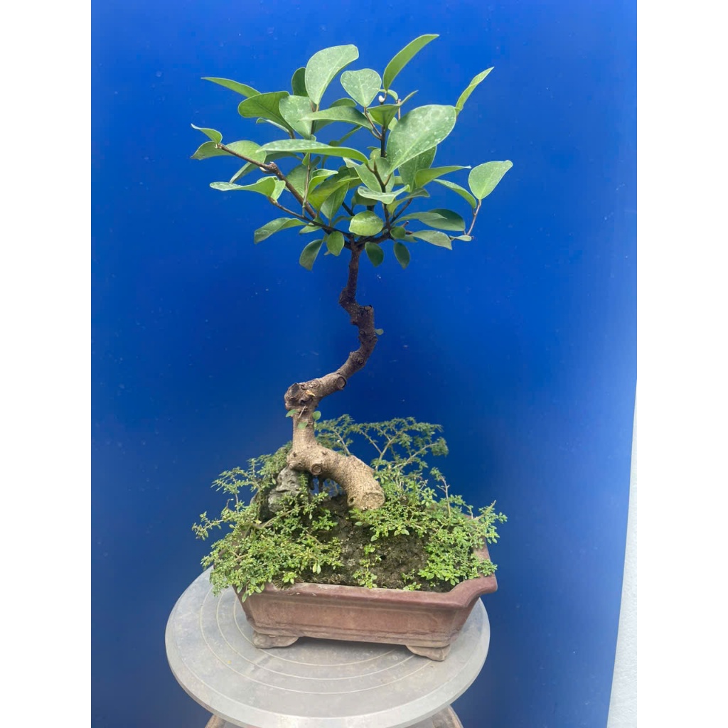 cây sanh, si búp đỏ mini bonsai | Shopee Việt Nam