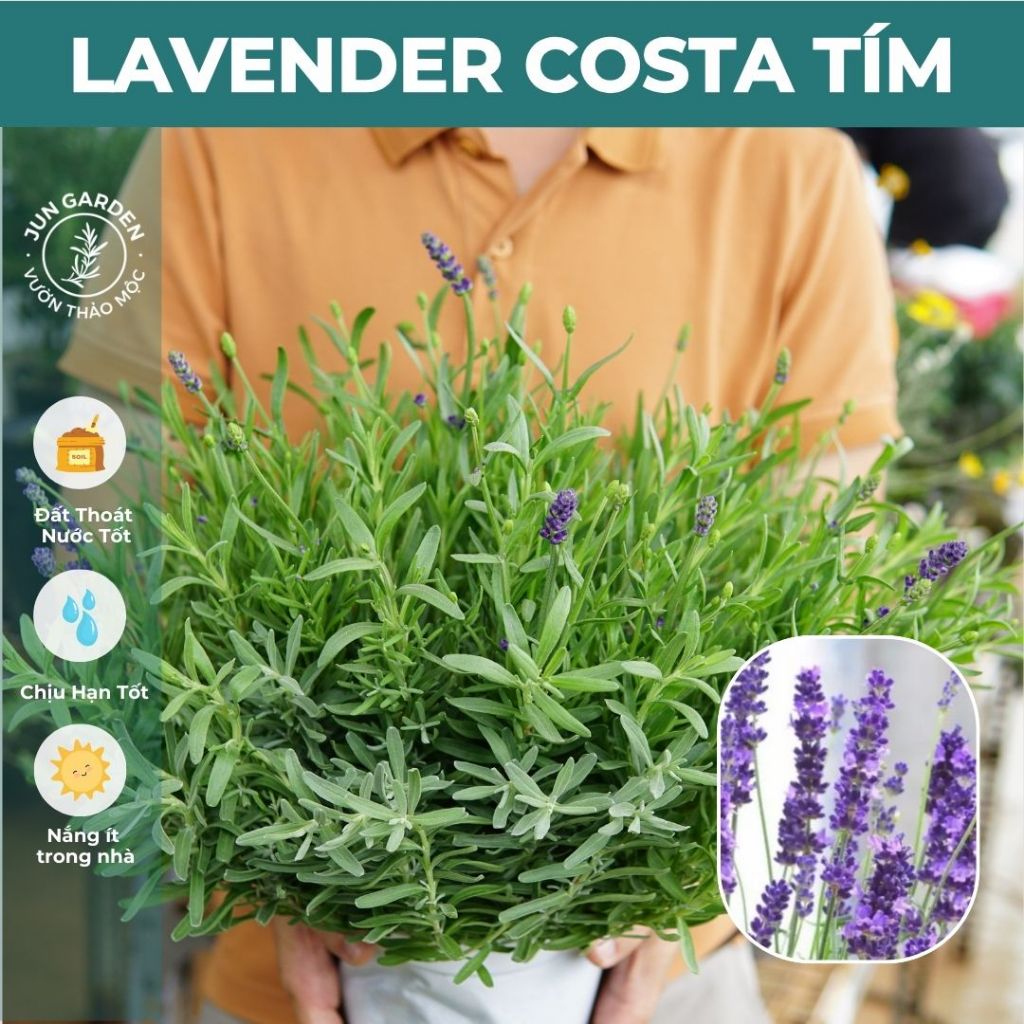 Lavender Costa JUN GARDEN oải hương màu tím | Shopee Việt Nam