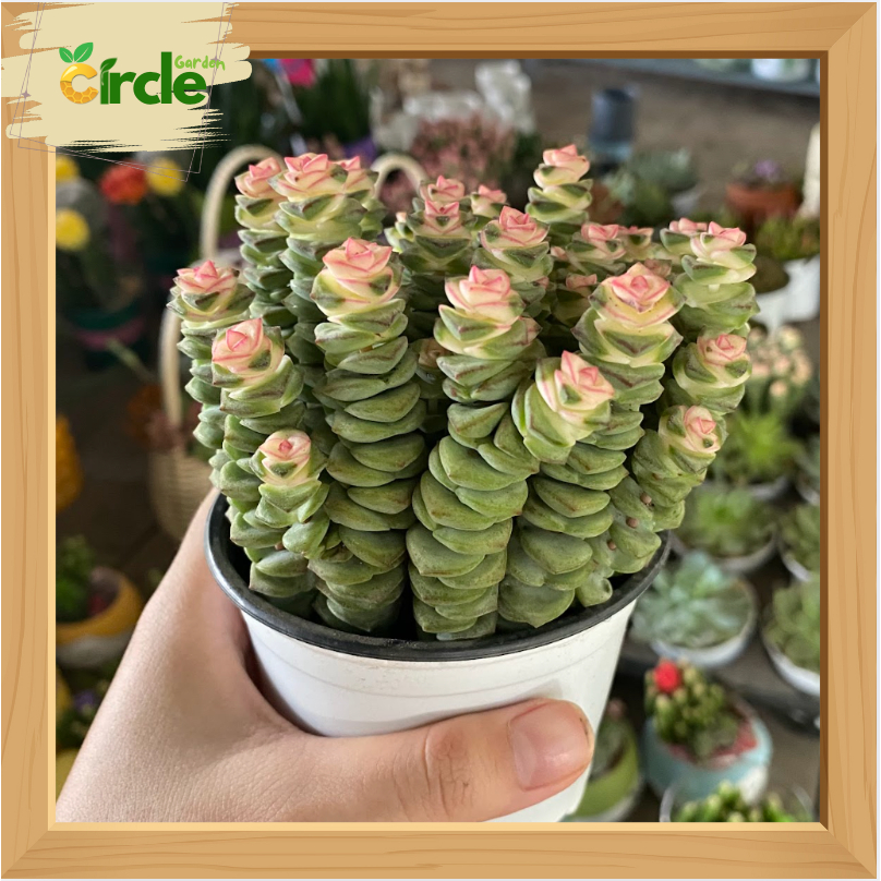 Cây Sen Đá Đô La Hồng_Cây Để Bàn_ Circle Cây | Shopee Việt Nam