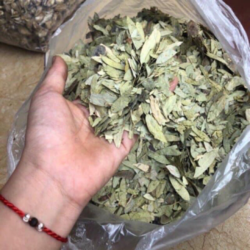 lá phan tả diệp 500g -1kg | Shopee Việt Nam