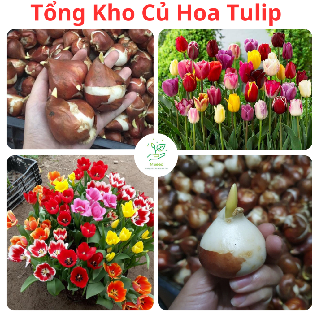 [Củ TO+ Đẹp] Củ Hoa Tulip Bông To Đủ Màu, Nhập Khẩu Hà Lan - MSeed | Shopee Việt Nam