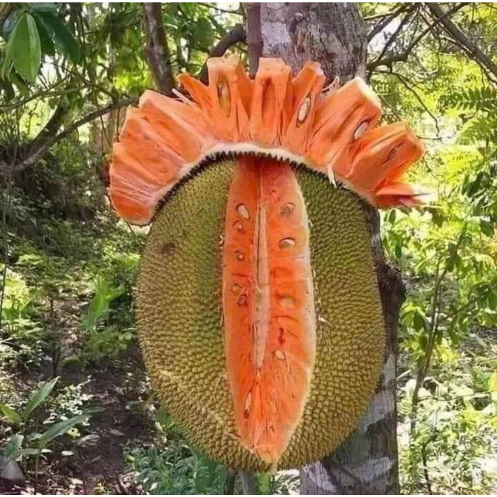 Cây mít indo lá bầu ruột đỏ cao 80-1m cho trái sau 10 tháng , Cây khỏe ...