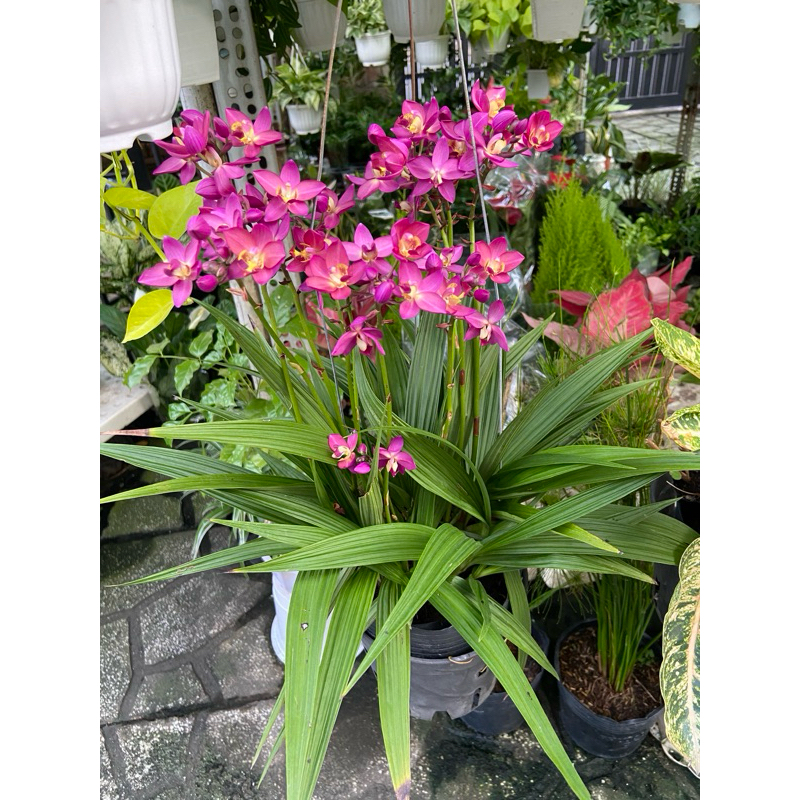 Lan chu đỉnh | Shopee Việt Nam