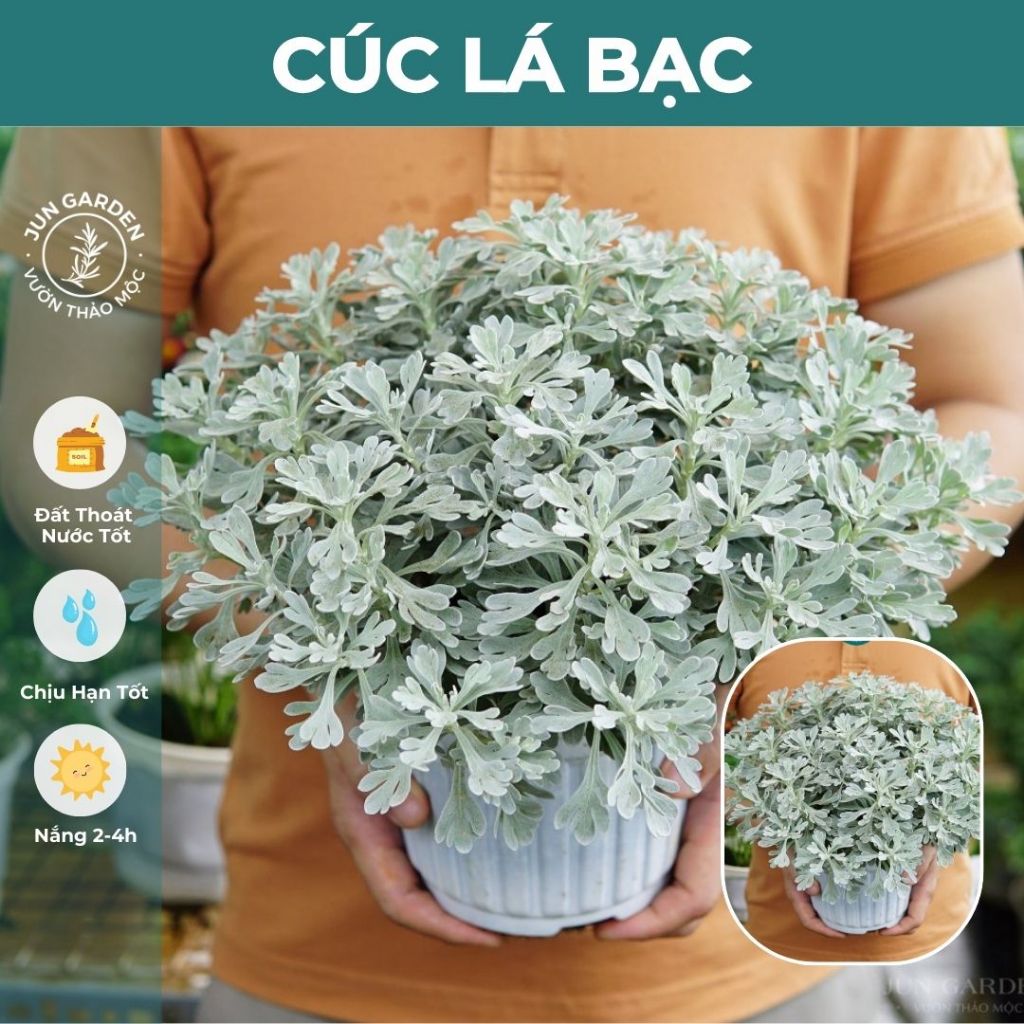 Cây Cúc Lá Bạc Silver Dust Dusty Miller JUN GARDEN | Shopee Việt Nam
