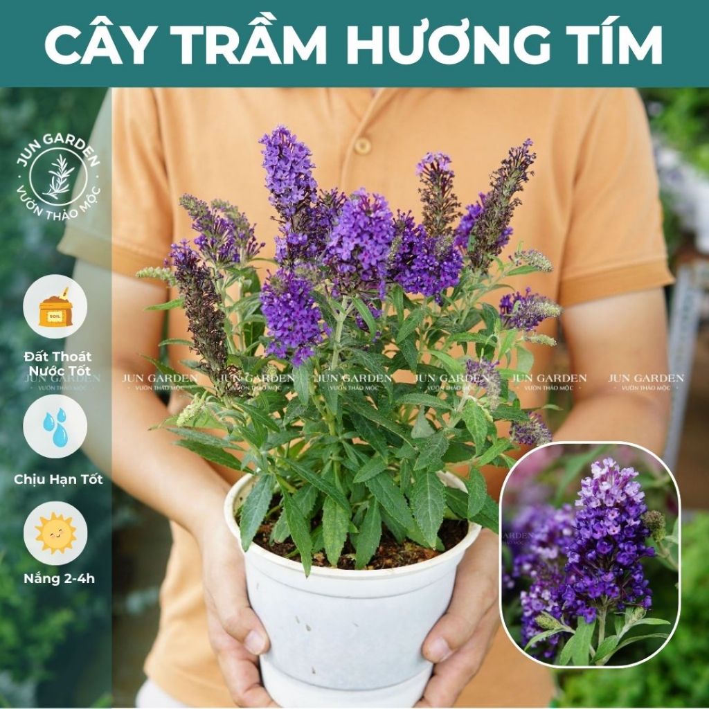 Cây Trầm Hương Tím Butterfly Bush - Jun Garden | Shopee Việt Nam