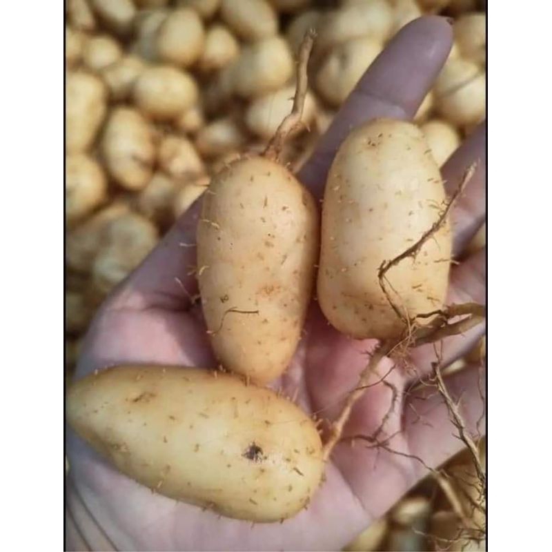 Củ lùn size to siêu bột dễ bóc vỏ 2kg | Shopee Việt Nam