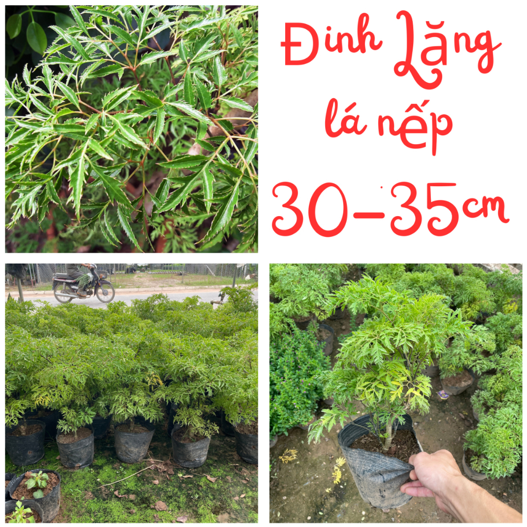 Cây ĐINH LĂNG lá nếp bầu 35-40cm tán sum suê làm cây gia vị | Shopee ...