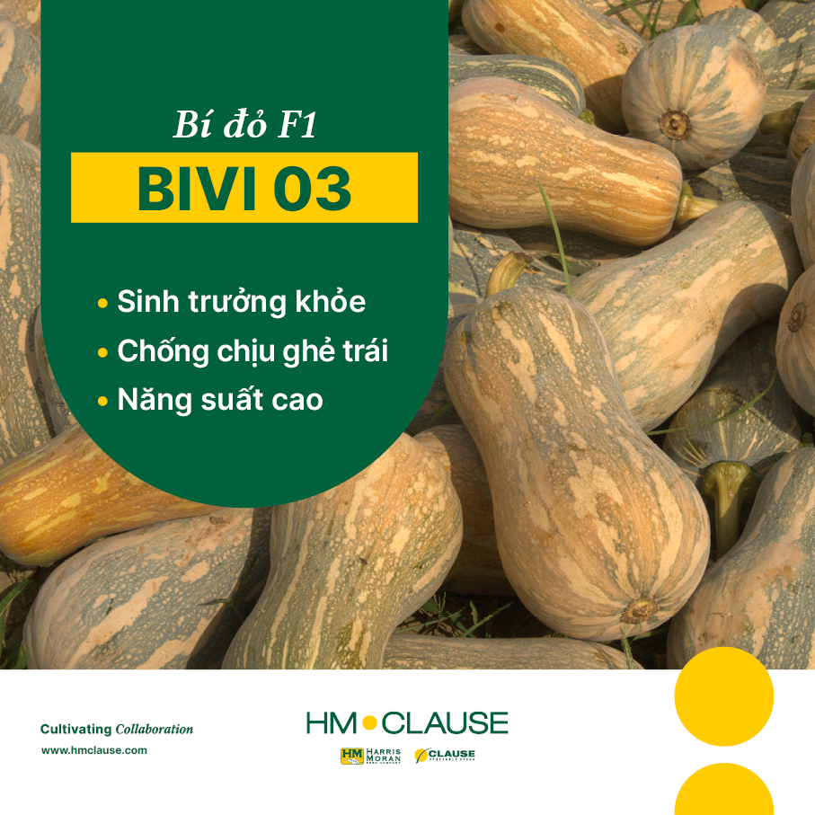 [100 hạt] Hạt giống Bí đỏ F1 BIVI 03 năng suất cao, sinh trưởng khỏe, chống chịu ghẻ trái tốt ...