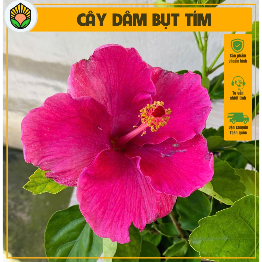 Cây Dâm Bụt Tím - Kích thước giao động 40-50 cm - Hoa màu tím đặc biệt ...