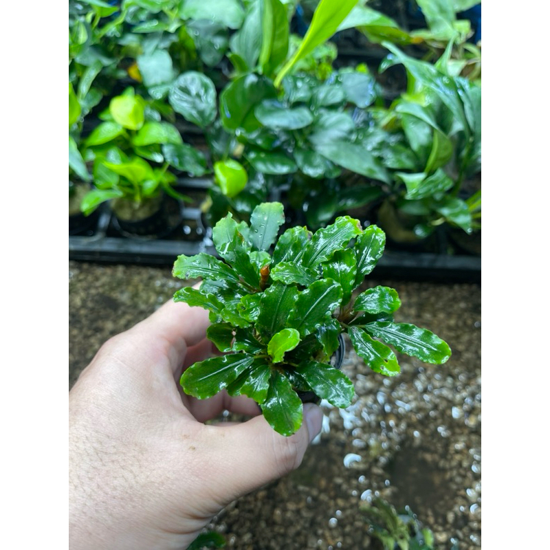 Bucep xanh cốc đen | Shopee Việt Nam