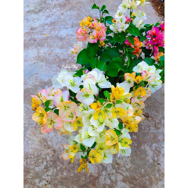 GOLDEN SUNSHINE - NẮNG VÀNG NGUYÊN BẢN 20cm | Shopee Việt Nam