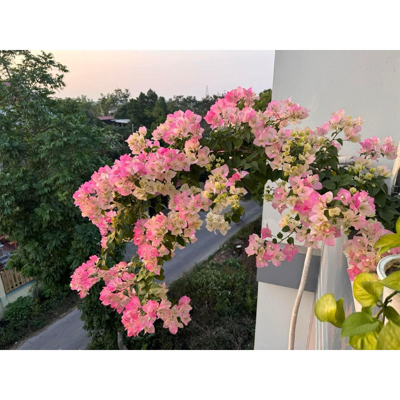 PHỚT HỒNG SAKURA NGUYÊN BẢN 50Cm | Shopee Việt Nam