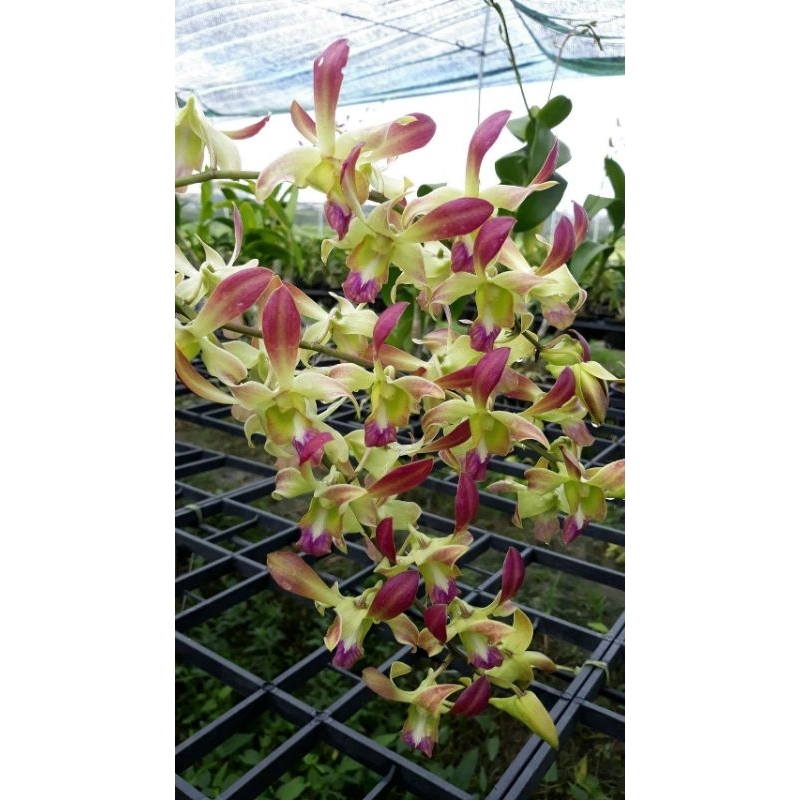 Hoa lan denro nắng tai thỏ 6 màu (trắng- vàng- nâu- đỏ- hồng-xưa ...