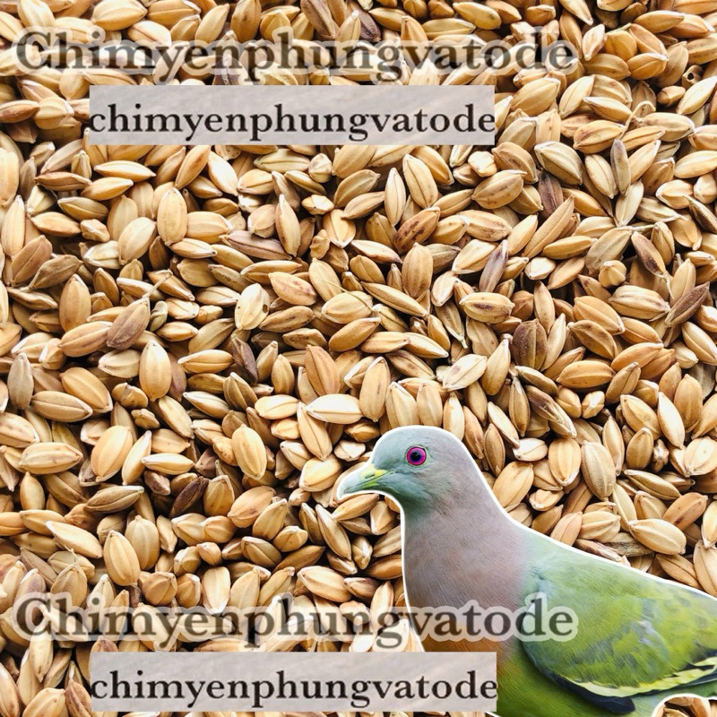 2kg lúa tiêu ruột đỏ, thức ăn: Chim Cảnh • Cu Gáy • Bồ Câu... | Shopee ...