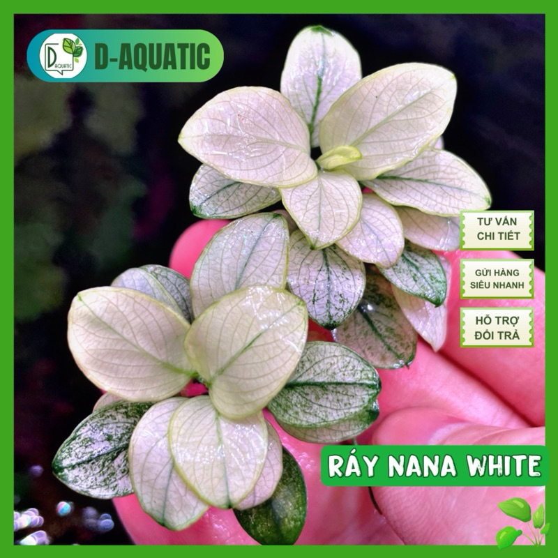 Ráy Nana White - Anubias nana white siêu đẹp nhà D-aquatic dán lũa, điểm bố cục | Shopee Việt Nam