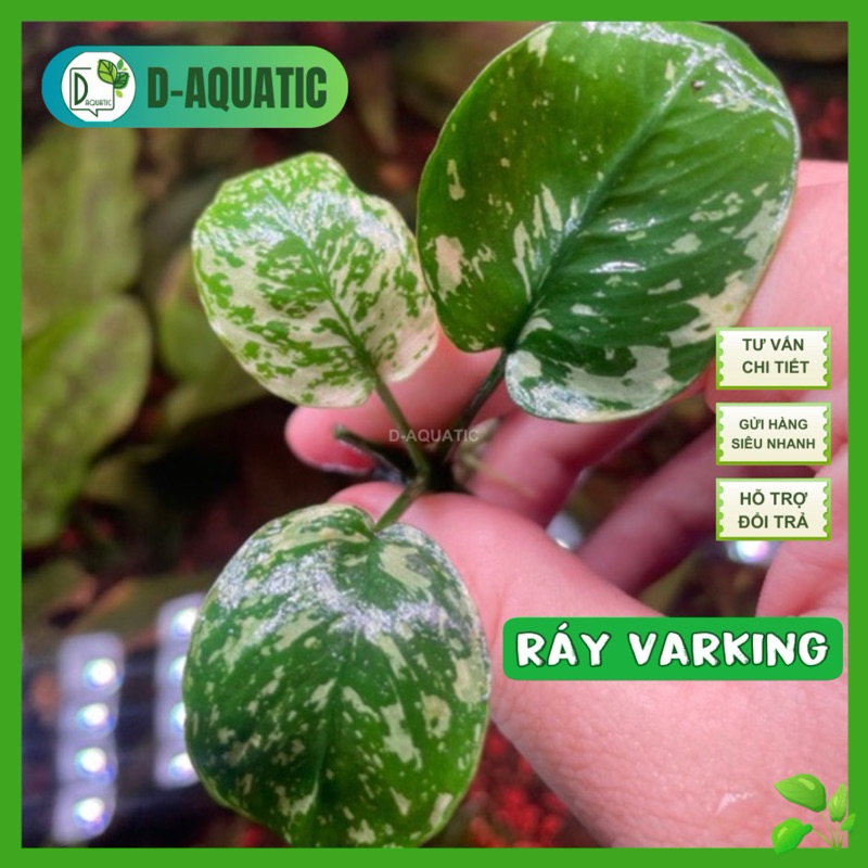 Ráy Var King size nhỏ - Anubias Varking variegated big size | Shopee ...