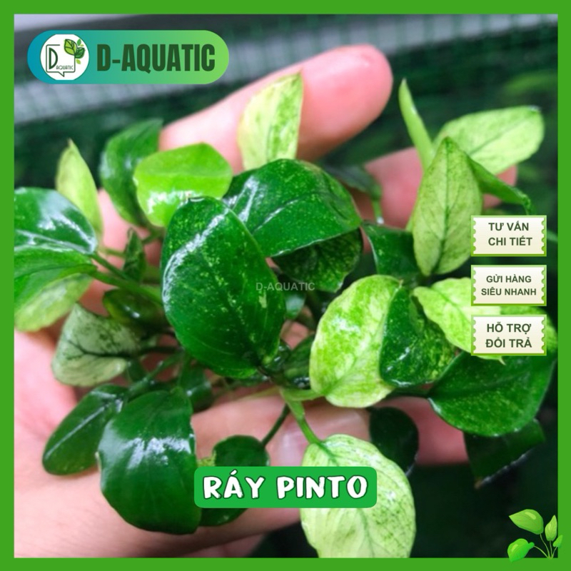 Ráy pinto - anubias pinto full lá nước, dễ chăm và rất đẹp cho anh em ...