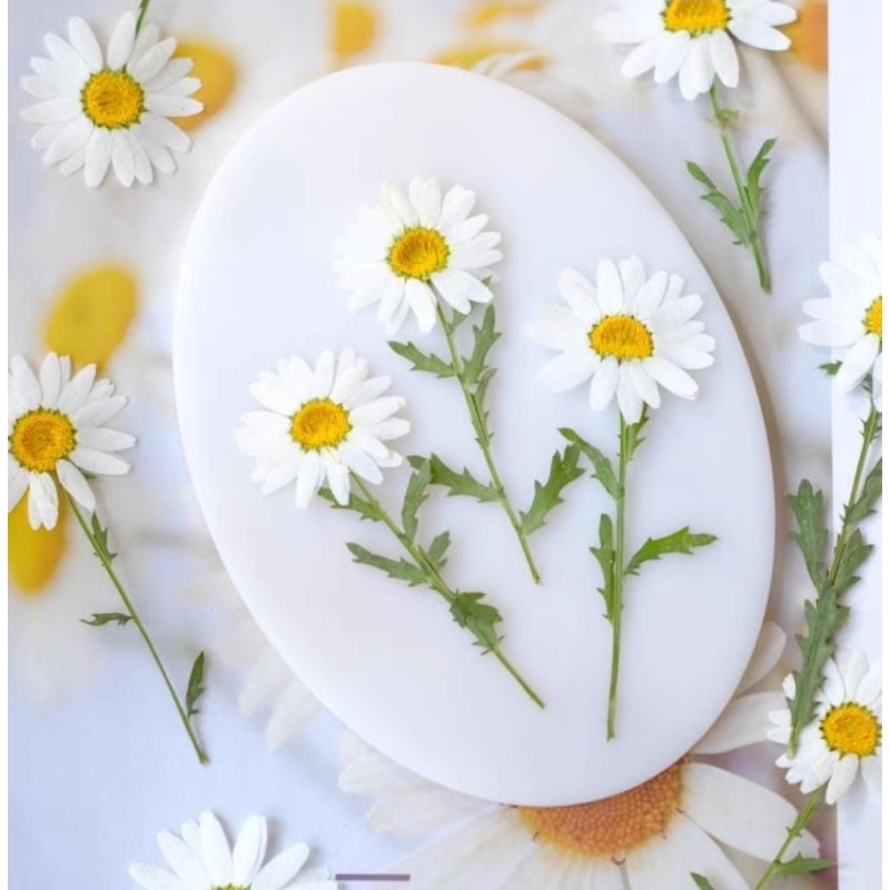 Set cúc hoạ mi nguyên cành ép khô handmade làm resin, trang trí sổ ...